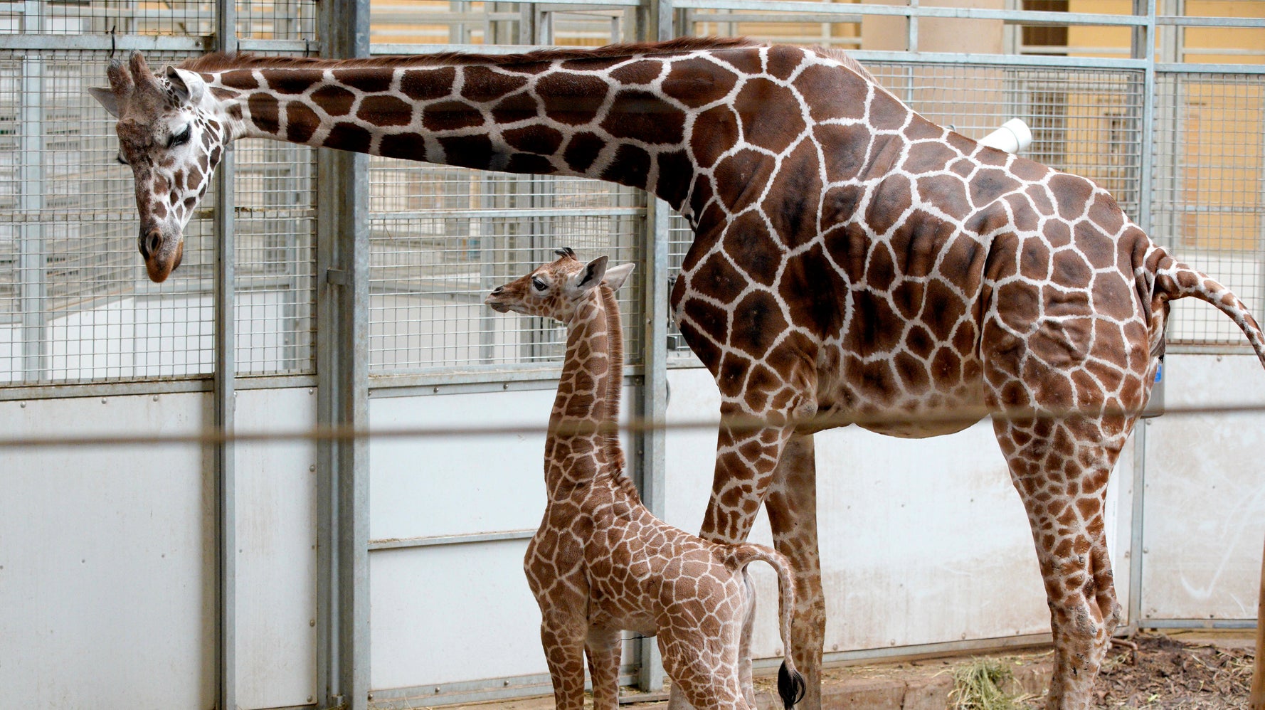U.S. Takes Step Toward Protecting Giraffes Under Endangered Species Act ...