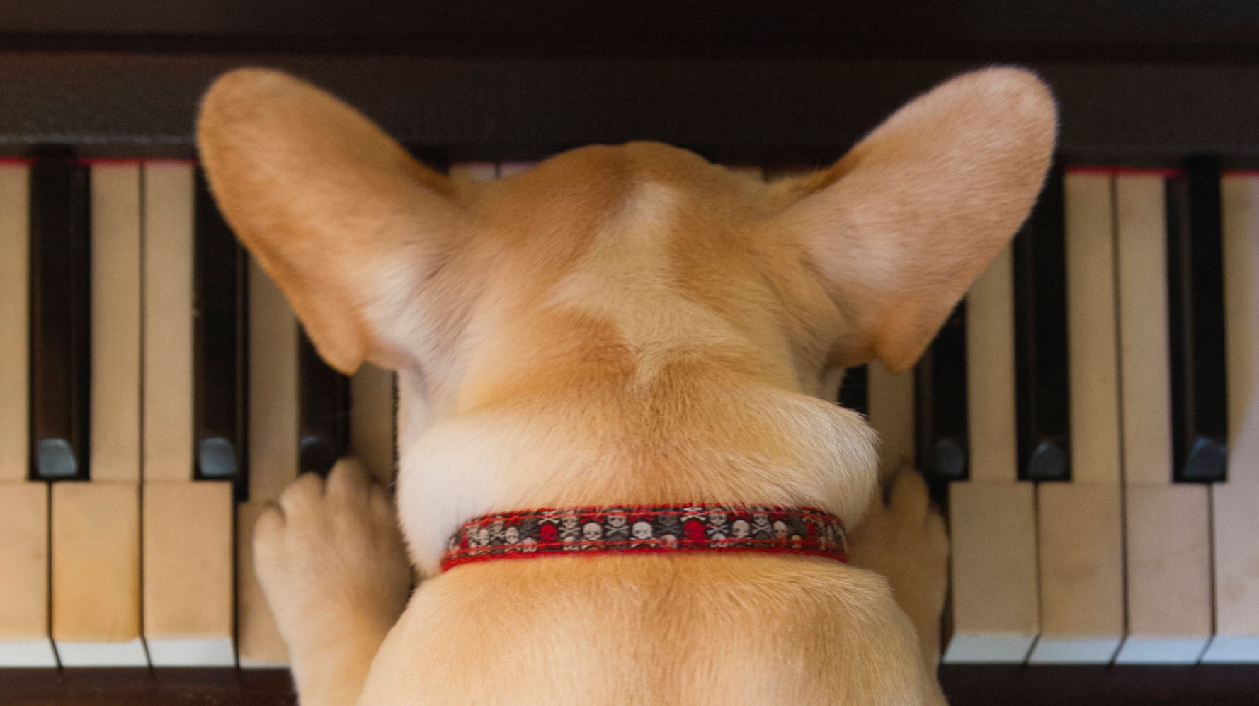 This Dog Who Plays Piano And Sings Will Have You Pawsitively Howling ...