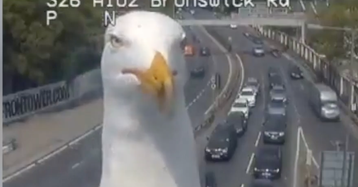 Seagulls Photobomb Traffic Camera And Fly Away With Viral Fame ...