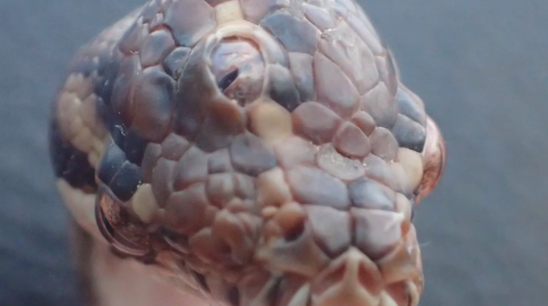 Rangers Find 3-Eyed Snake In Australian Outback | HuffPost Weird News