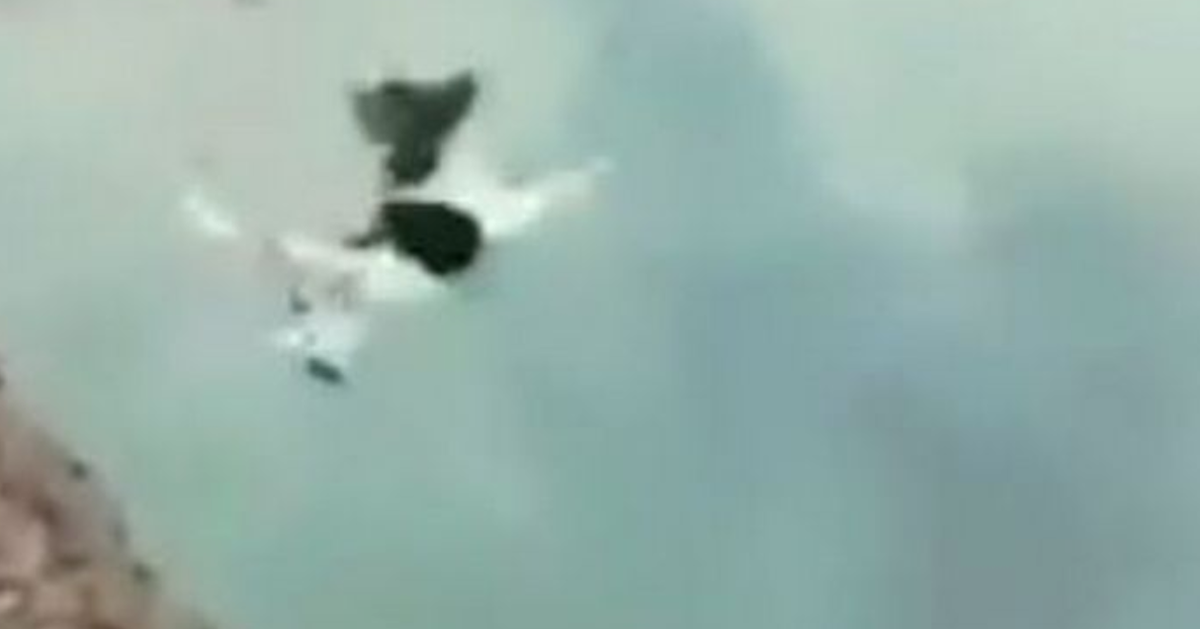 Search For Teenager Filmed Hurling Terrified Dog Off Cliff In Cornwall ...