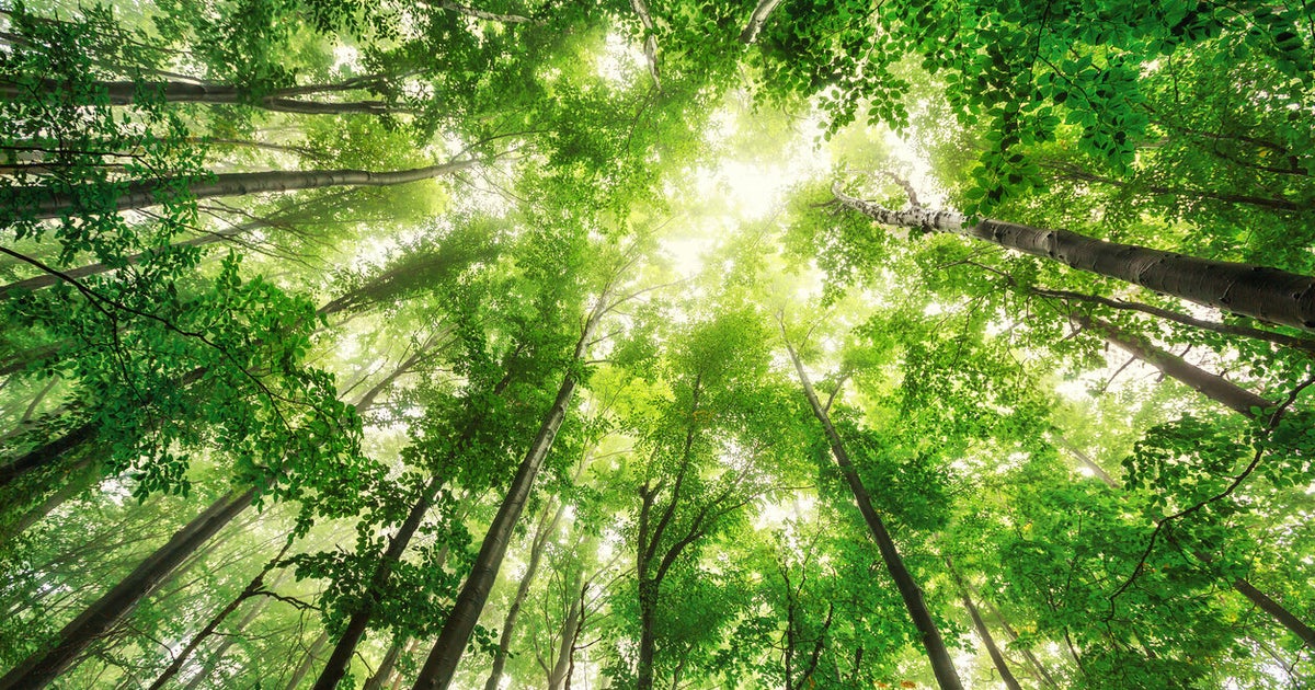 À Lanoraie, une forêt en danger! | HuffPost Nouvelles