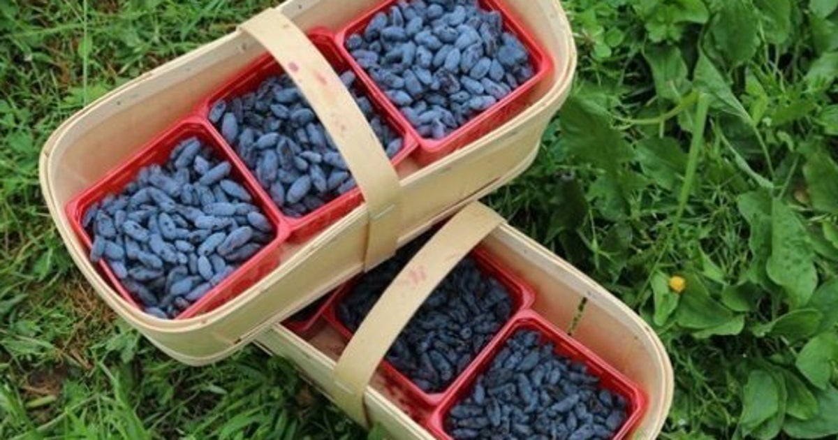 La camerise gagne en popularité au Québec | HuffPost Nouvelles