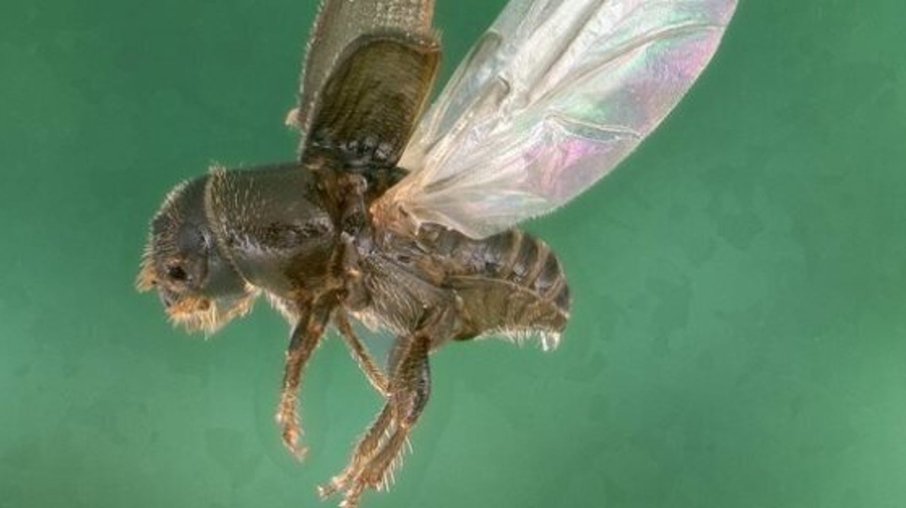 Un autre insecte ravageur de forêts en route vers le Canada | HuffPost ...