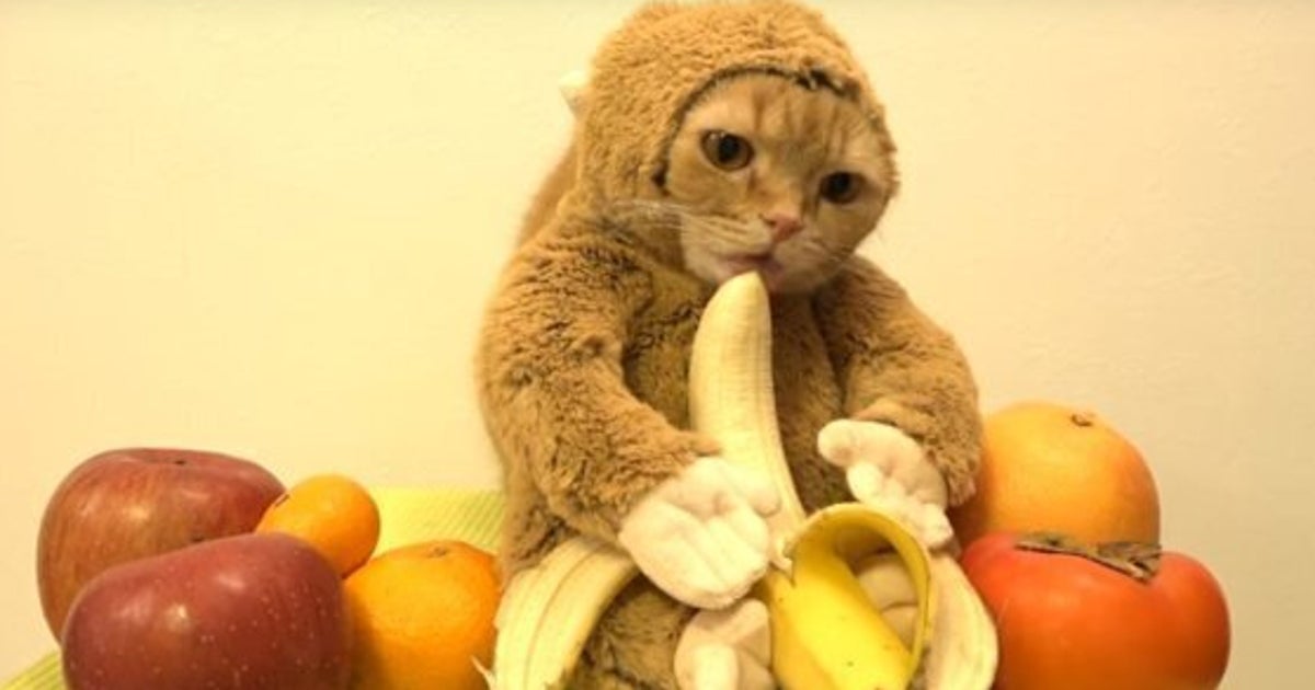 Un chat déguisé en singe pour vous souhaiter une bonne année 2016 ...