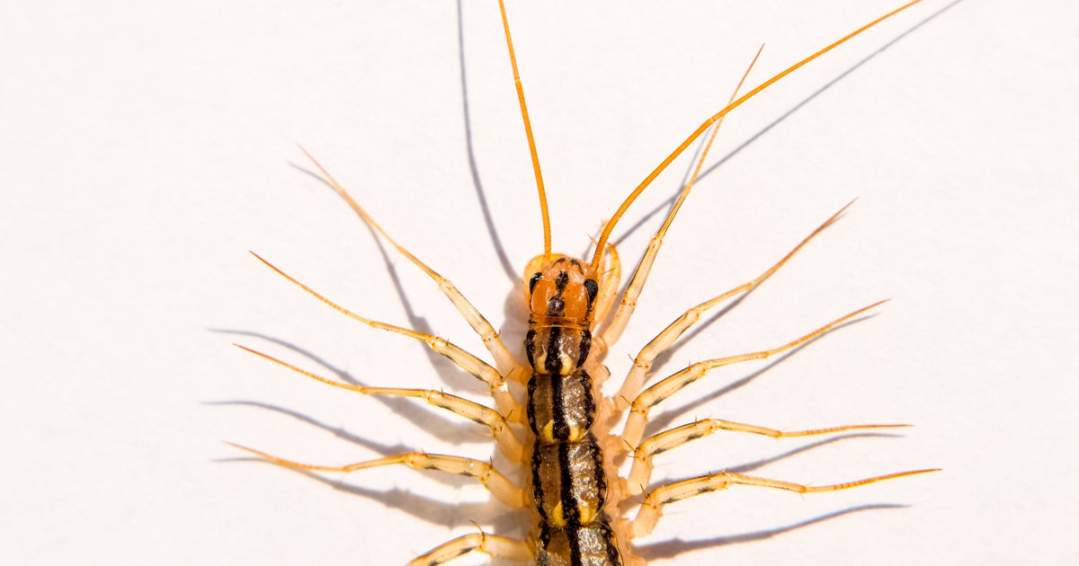 17 choses à savoir sur votre répugnante coloc, la scutigère | HuffPost ...