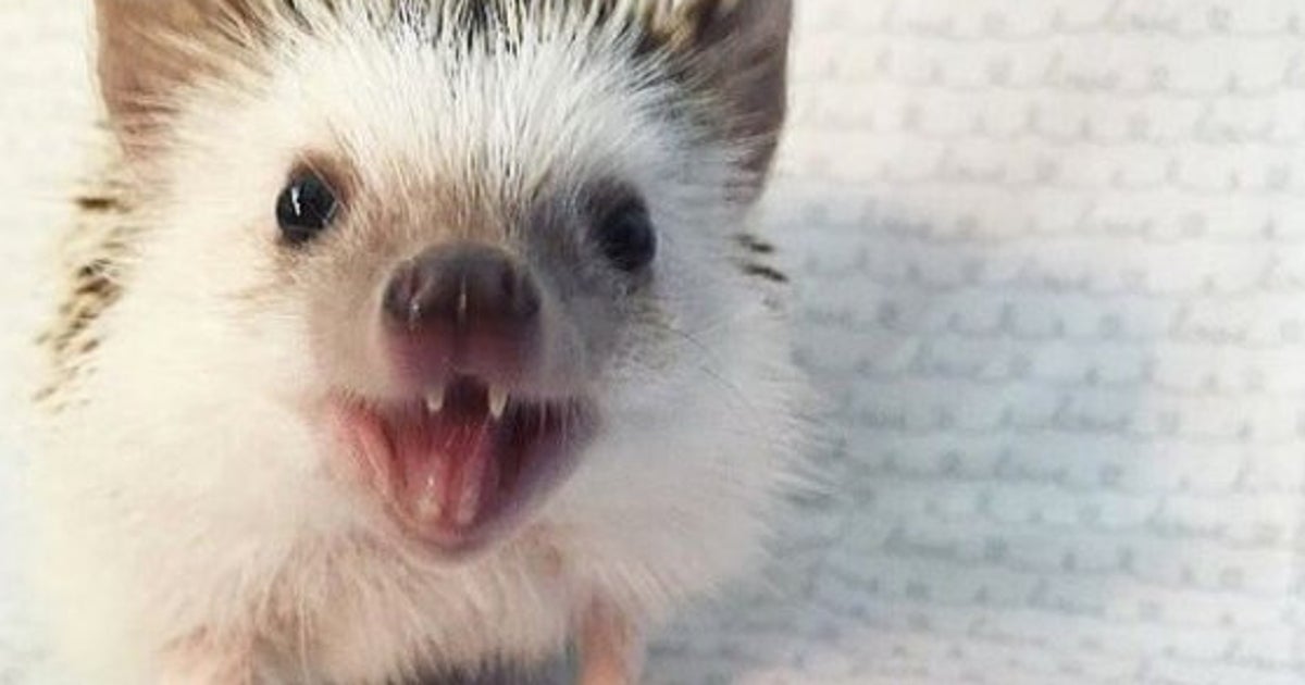 Cet adorable hérisson vampire fait craquer Instagram (PHOTOS ...