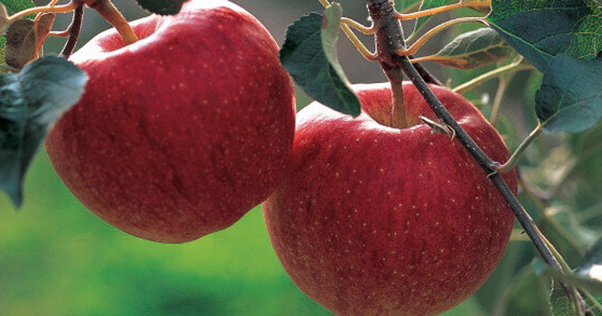 Saison des pommes: Comment optimiser votre récolte | HuffPost Vivre