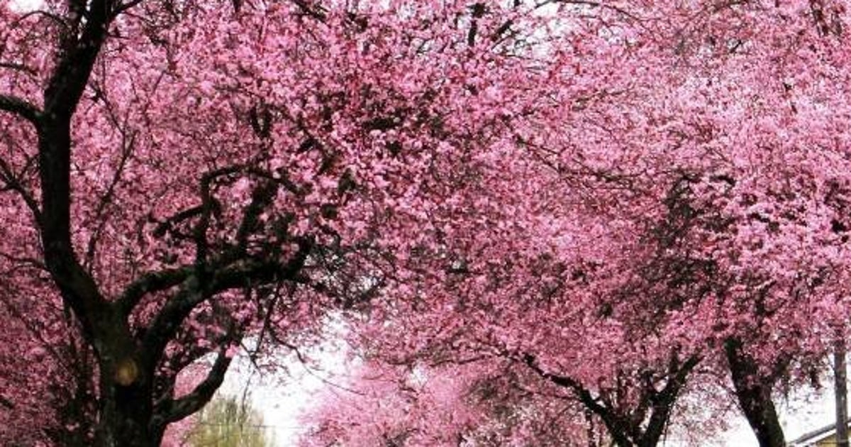 15 endroits magnifiques à visiter ce printemps au Canada (PHOTOS ...