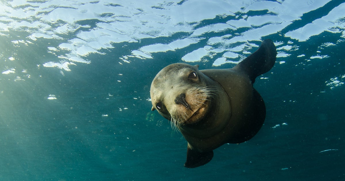 Species Are Going Extinct At An Unprecedented Rate — Here’s Why You ...