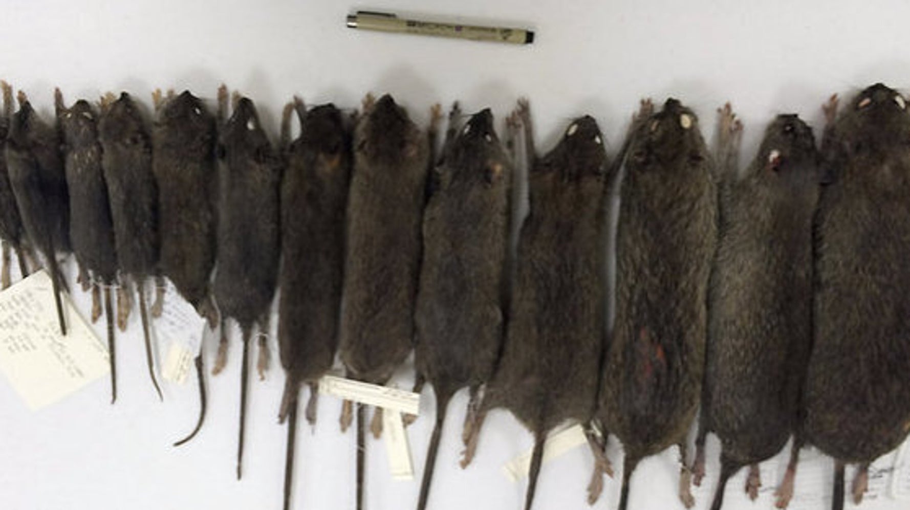 Des scientifiques montrent les plus gros rats de New York et c'est ... Des scientifiques montrent les plus gros rats de New York et c'est ...