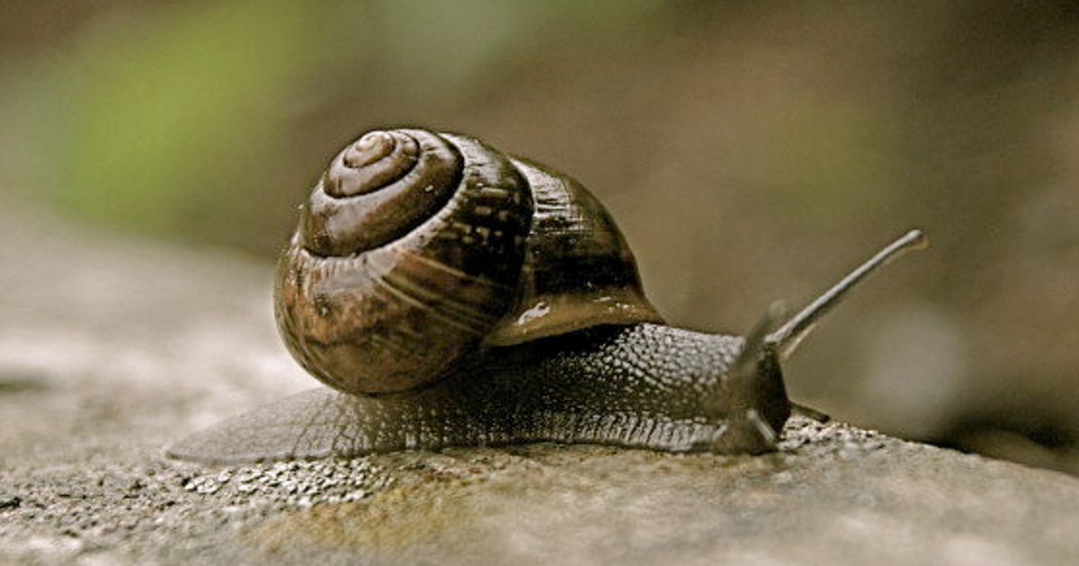 La reproduction des escargots est douloureuse | HuffPost Nouvelles