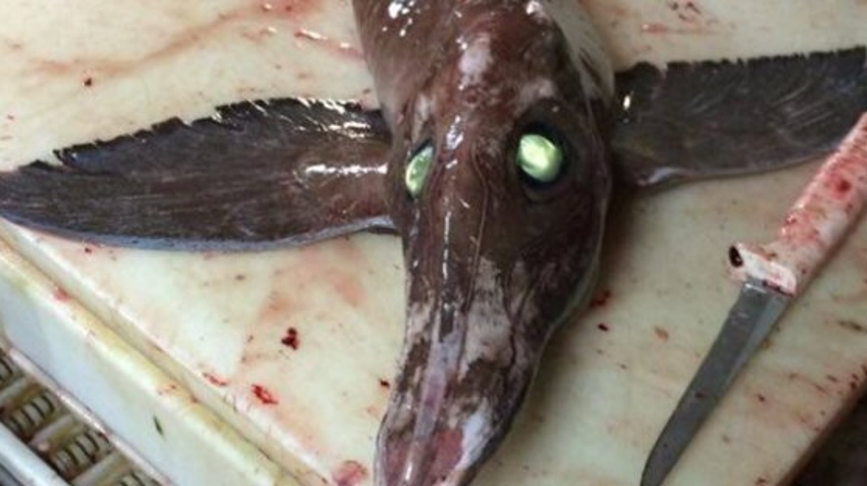 Un poisson très rare pêché au large de Terre-Neuve | HuffPost Nouvelles