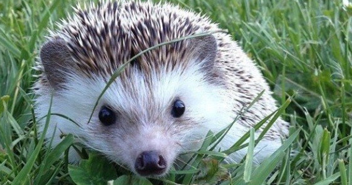 Biddy, le hérisson star d'Instagram, est mort | HuffPost Nouvelles