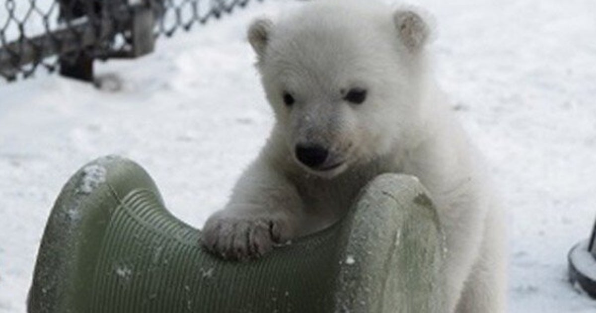 Ce bébé ours polaire du zoo de Toronto célèbre ses trois mois en jouant ...