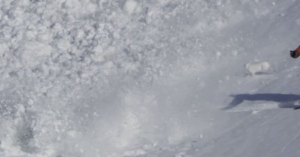 Un lapin traverse une avalanche: «fake» ou pas? (VIDÉO) | HuffPost ...