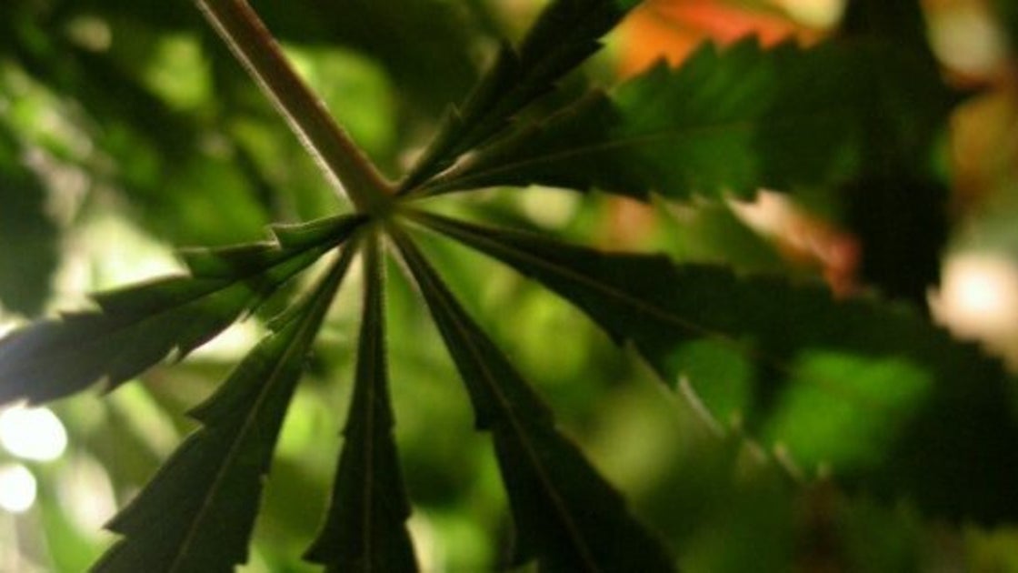 cannabis-seche