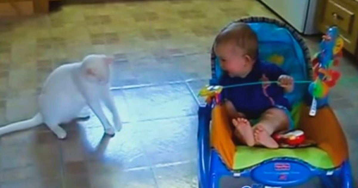 Ces 16 bébés trouvent les chats vraiment trop drôles (VIDÉO) | HuffPost ...