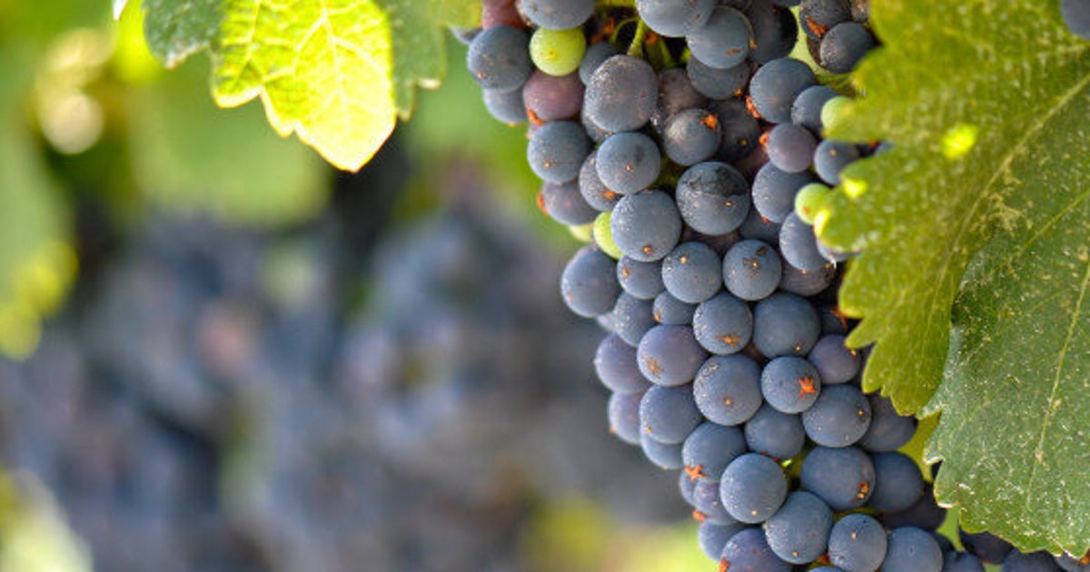 Les vertus insoupçonnées du marc de raisin... | HuffPost Nouvelles