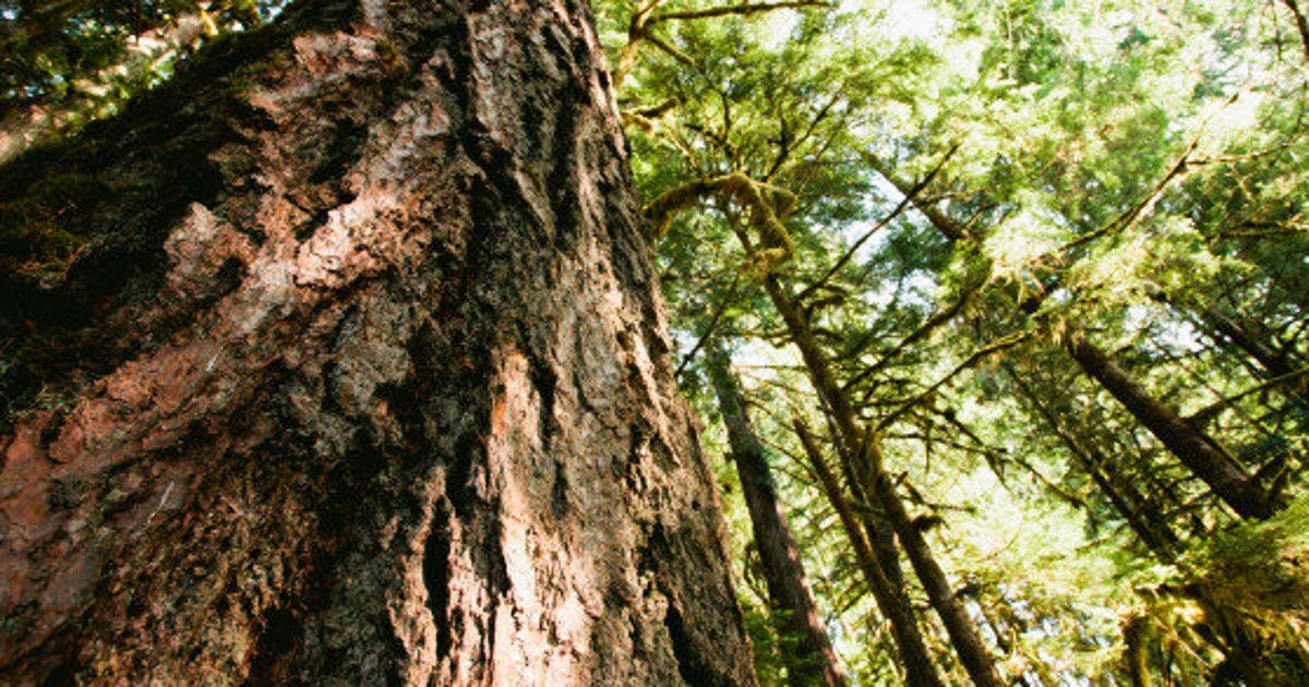 La protection de la forêt boréale progresse mais des menaces persistent ...