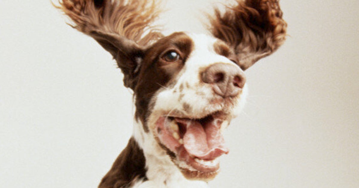 Mon chien jappe. Que faire ? | HuffPost Vivre