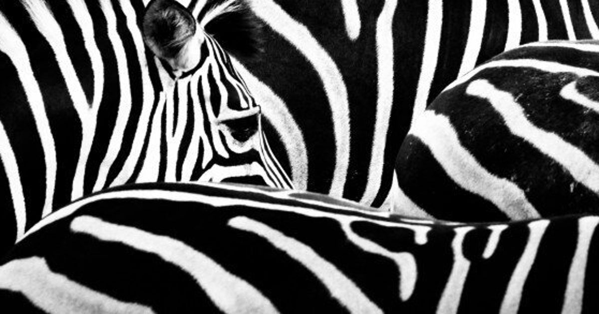 Les rayures du zèbre créeraient une illusion d'optique qui trouble les ...