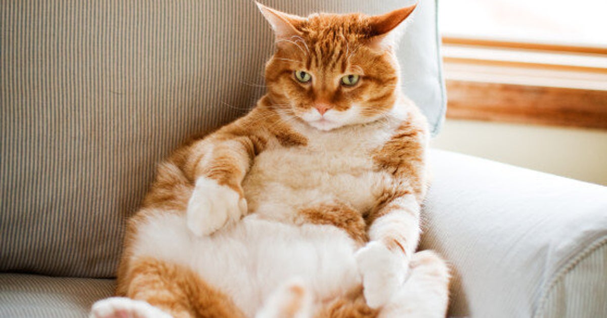 Mon animal de compagnie est obèse. Que faire ? | HuffPost Vivre