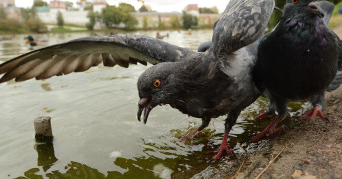 Des «pigeons zombies» à Moscou seraient atteints de la salmonellose ...