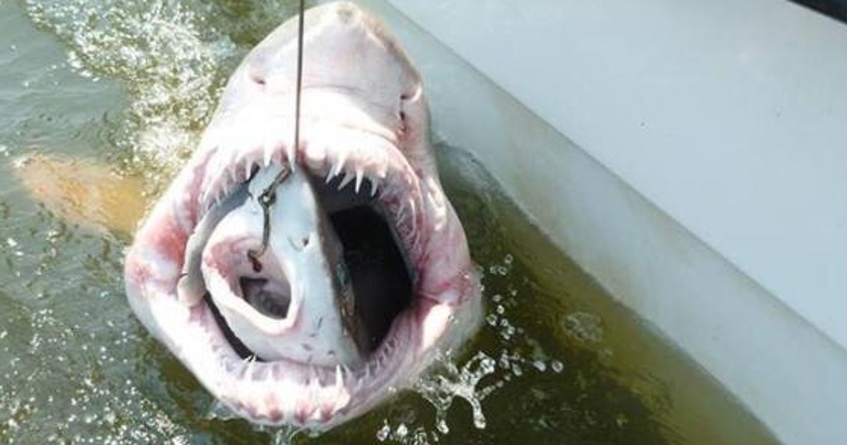 L'image incroyable d'un requin mangé par un requin (PHOTO) | HuffPost ...