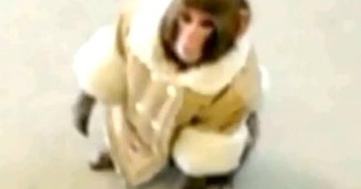 «Singe Ikea»: les allégations de mauvais traitements sont retirées par le refuge | HuffPost ...