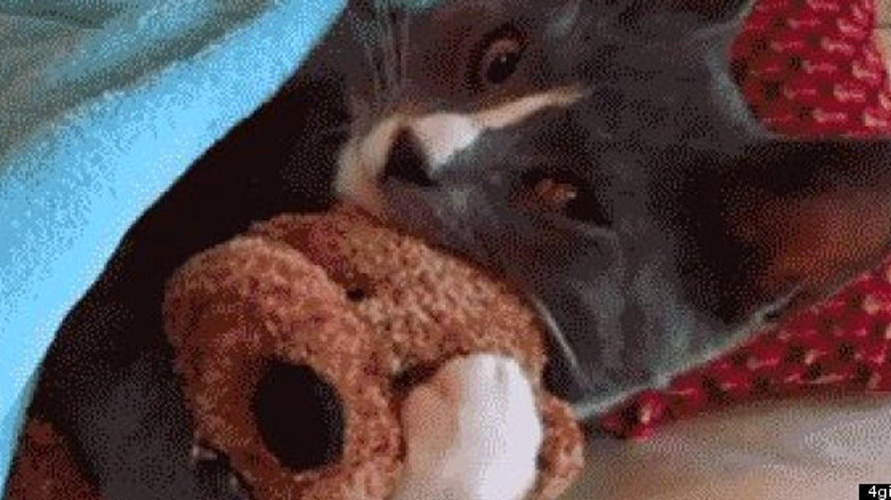 15 GIFs de chats drôles | HuffPost null