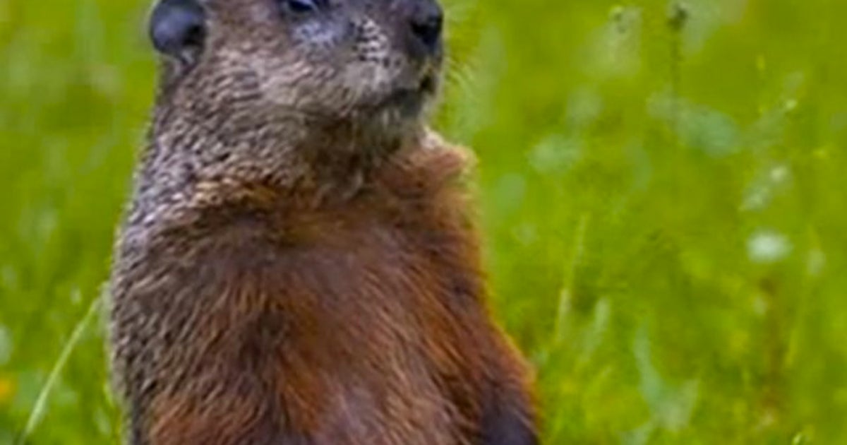 Le printemps sera tardif selon la marmotte québécoise et gaspésienne ...