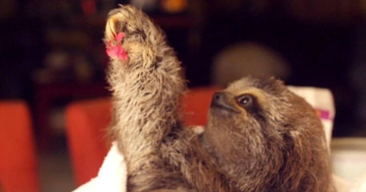 Un bébé paresseux du Costa Rica attendrit le web (VIDEO) | HuffPost ...