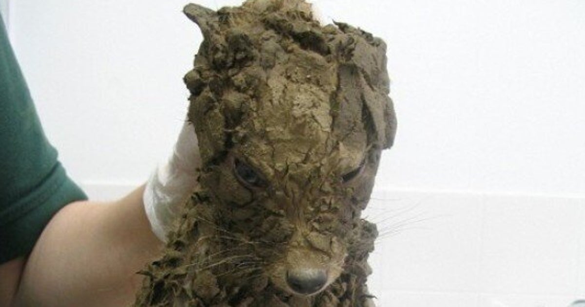 Cet animal couvert de boue était impossible à identifier avant d'être ...