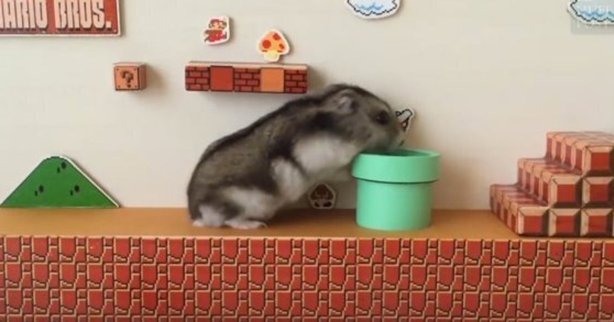 Un hamster termine (en vrai) le premier niveau de Super Mario Bros ...