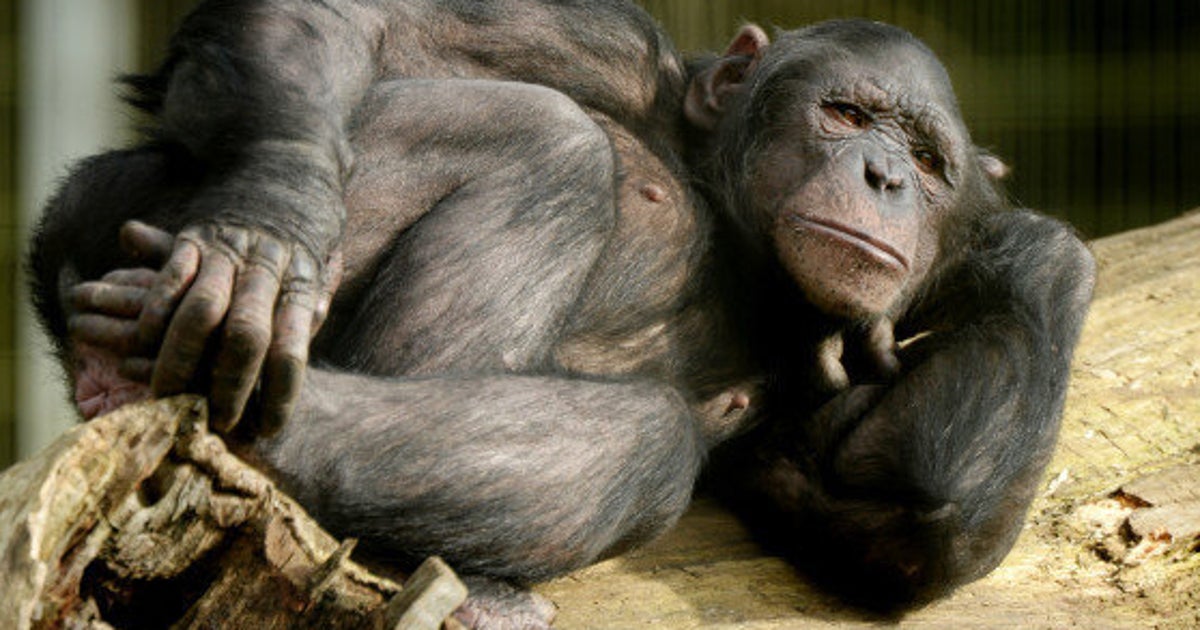 Un chimpanzé jette ses excréments sur les visiteurs et vise en plein ...