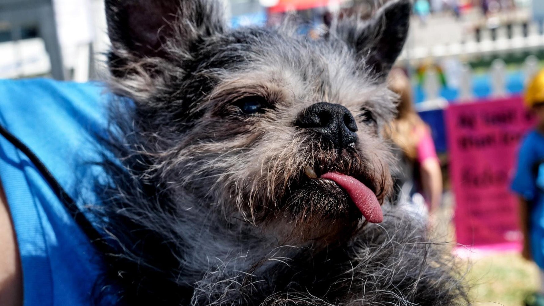 Concours du chien le plus moche! | HuffPost Vivre