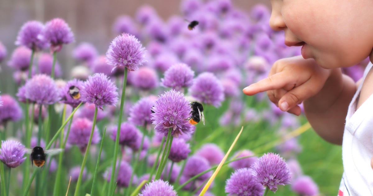 How To Help Insects This Summer – And Start Averting Ecological ...
