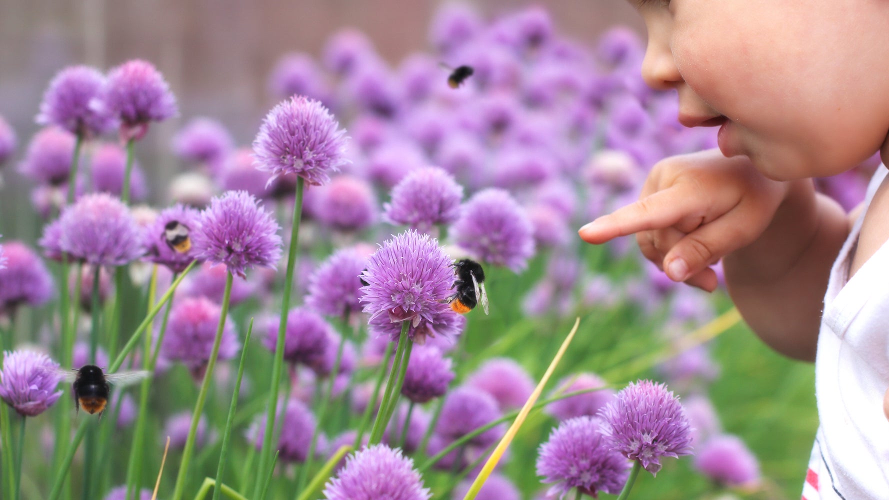 How To Help Insects This Summer – And Start Averting Ecological ...