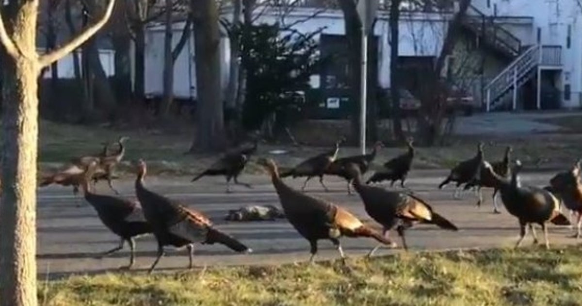 La preuve qu'il fallait se méfier de la dinde noire (VIDÉO) | HuffPost ...