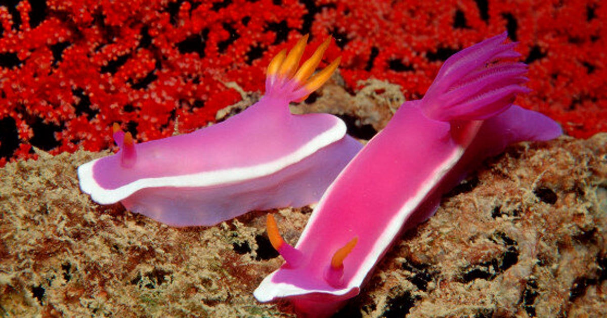 The Great Sea Slug Census Searches For The Butterflies Of The Ocean ...