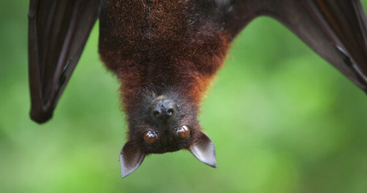 Batzilla The Bat Is A Social Media Sensation, But There's A ...