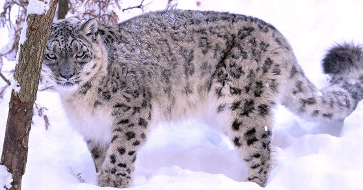 Snow Leopard, Rat, Cat, And Dog DNA Found In Australia-Bought Chinese ...
