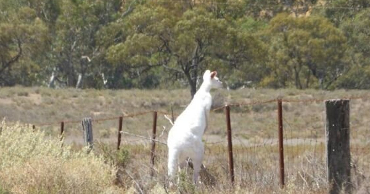 This Albino Kangaroo Hanging In A Paddock Has More Chill Than Pigment ...