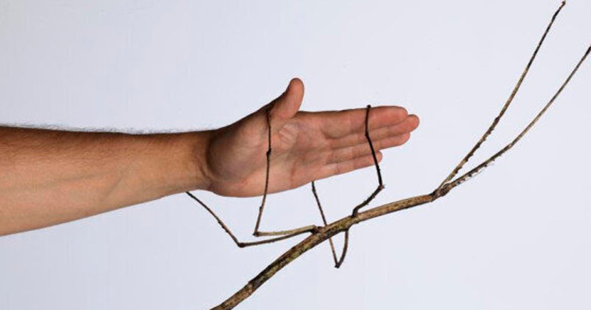 Giant Stick Insect Babies In World-First Captive Breeding Program At ...