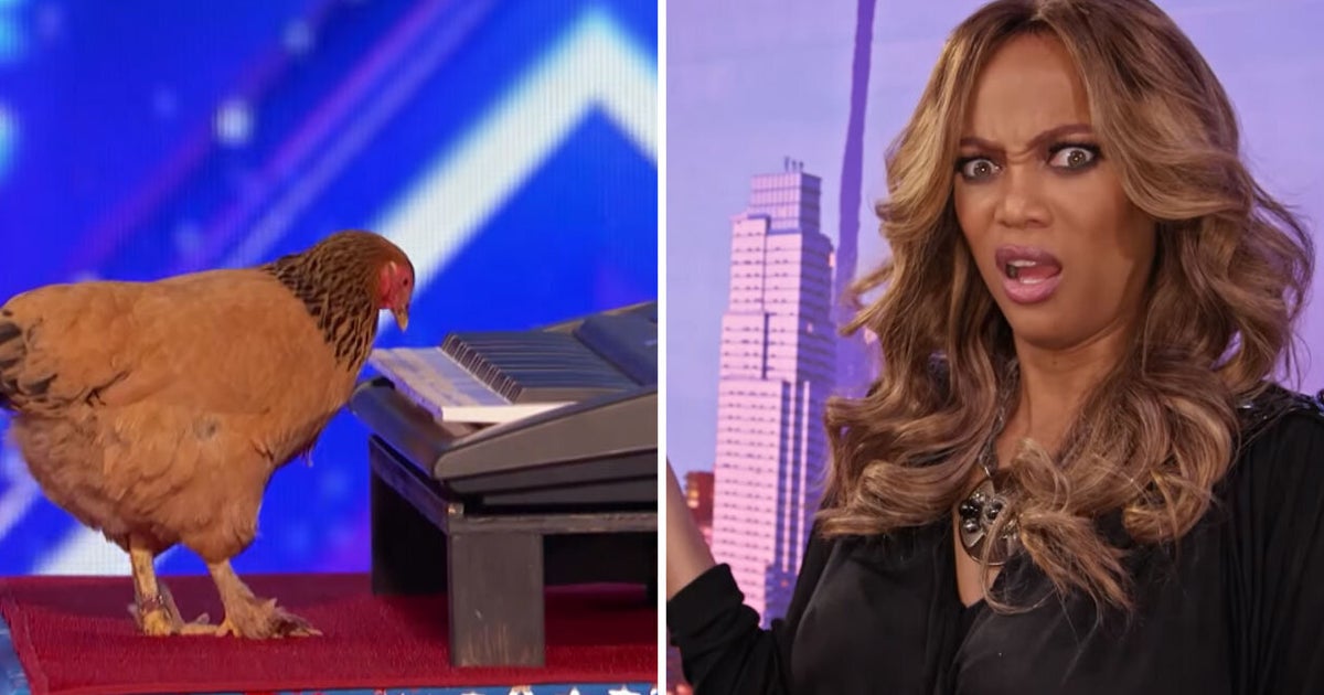 A Chicken Played The Keyboard On 'America's Got Talent' | HuffPost ...
