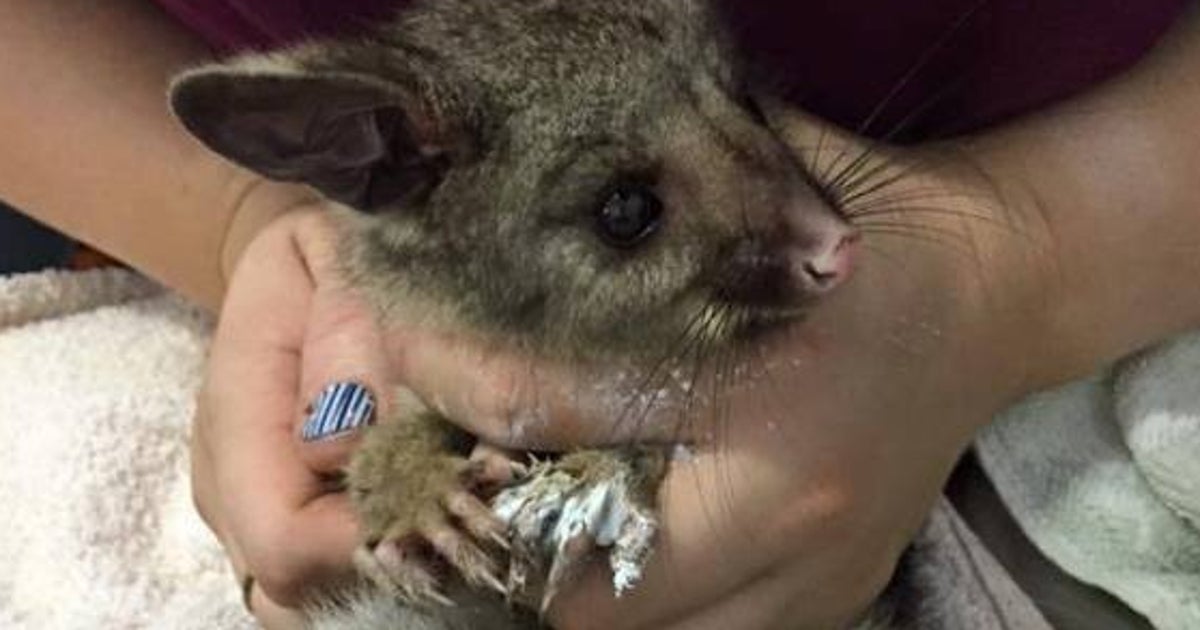 Yarloop Bushfires: The Nurses And Vets Fighting To Save Australian ...
