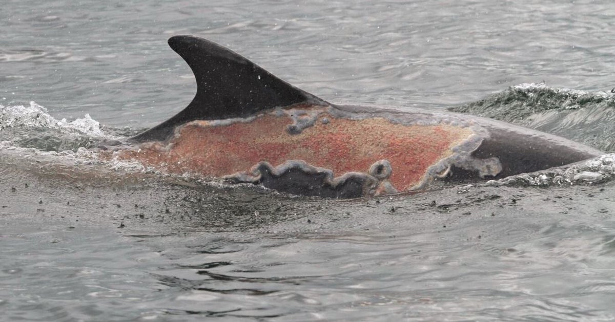 This Lucky Sunburnt Dolphin Has Made An Incredible Recovery | HuffPost ...