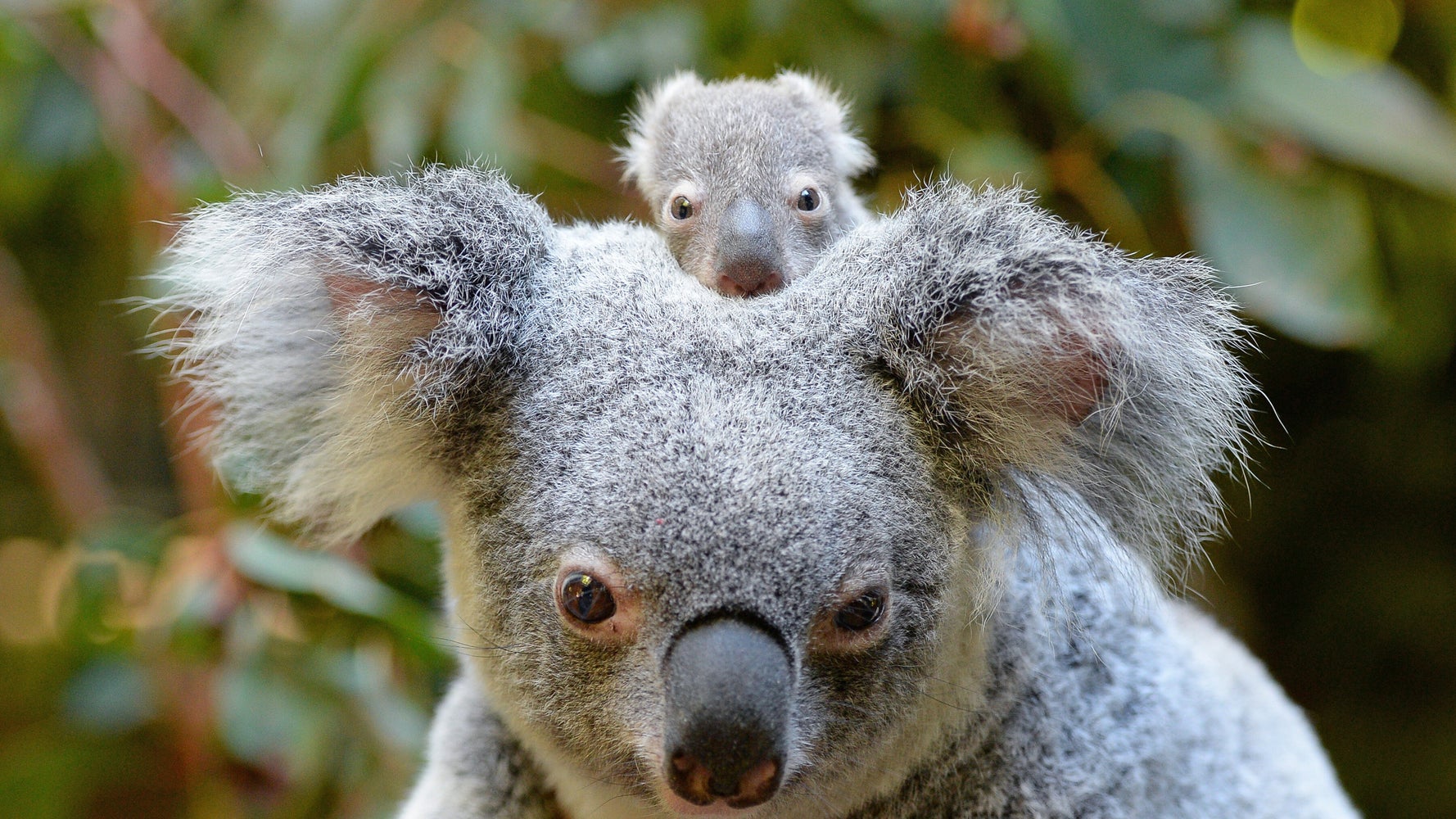 First Koala Joey Of The Season Born At Australia Zoo HuffPost Null first-koala-joey-of-the-season-born-at-australia-zoo-huffpost-null