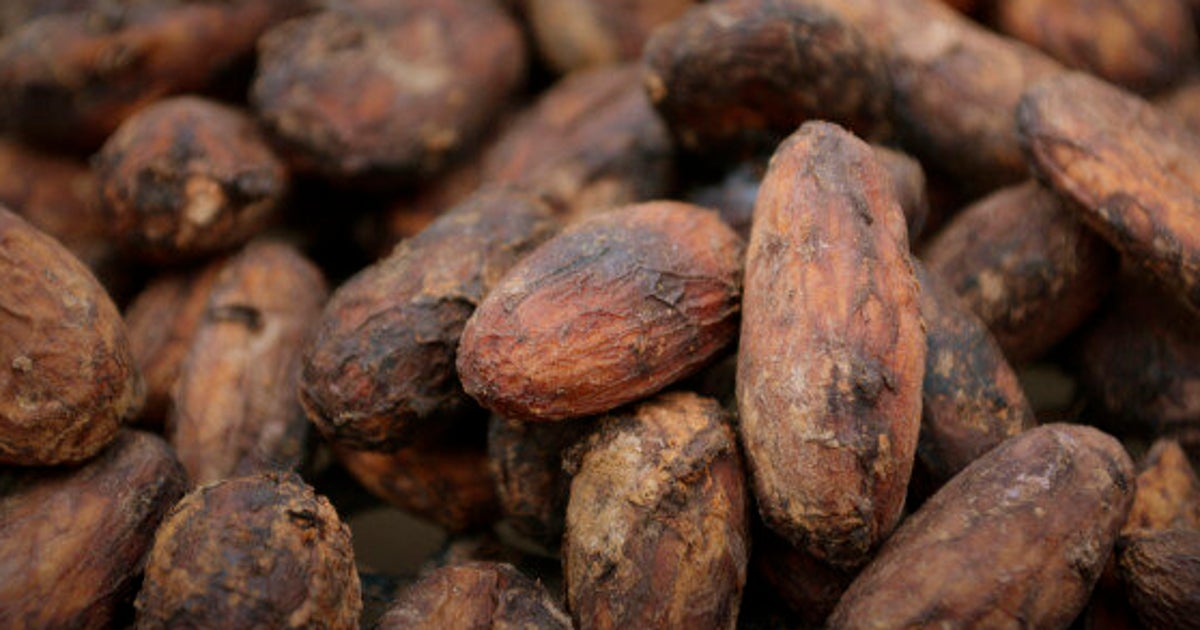 The Kinda Gross Bacteria Fermentation Process Vital For Chocolate ...